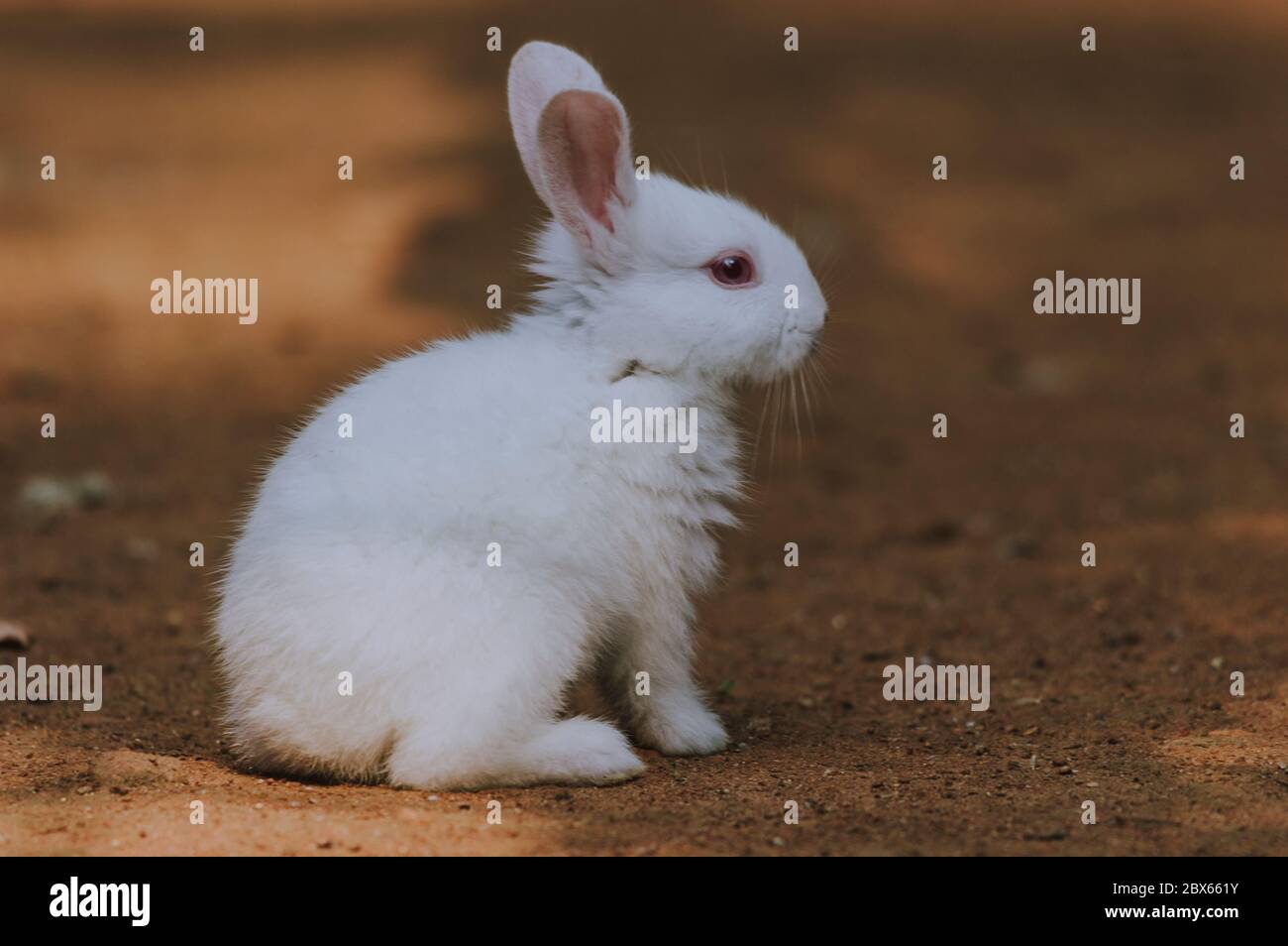 Cute and beautiful bunnies playground Stock Photo - Alamy
