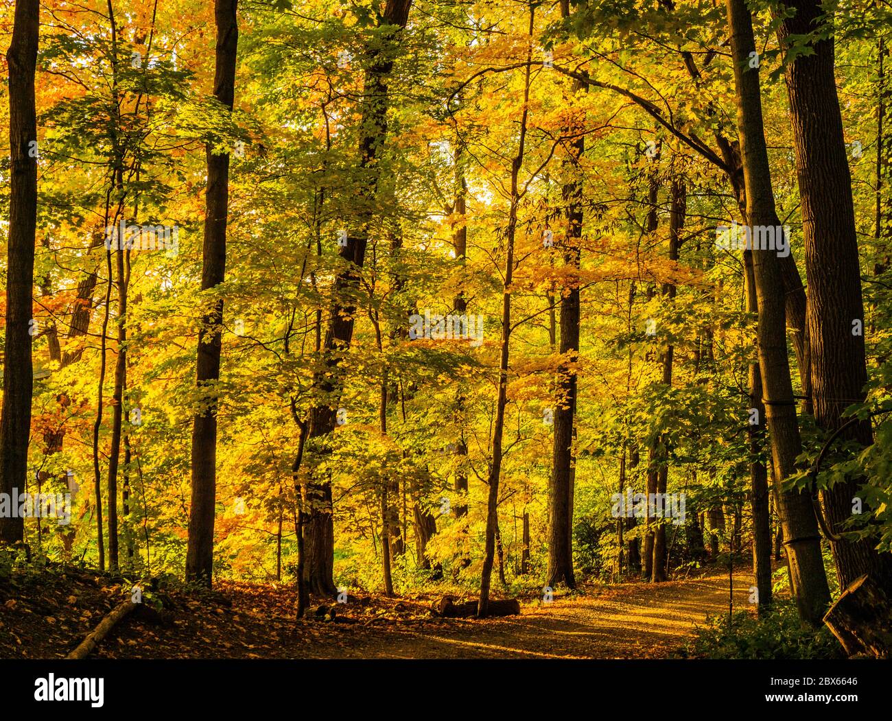 New forest path autumn hi-res stock photography and images - Alamy