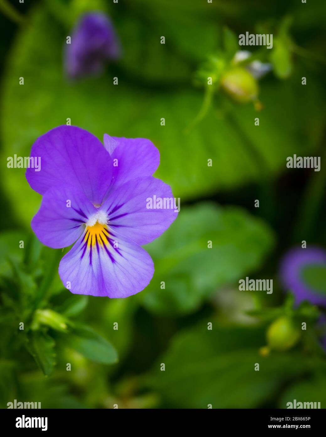 Violet viola, flowering in the garden in Kent Stock Photo - Alamy