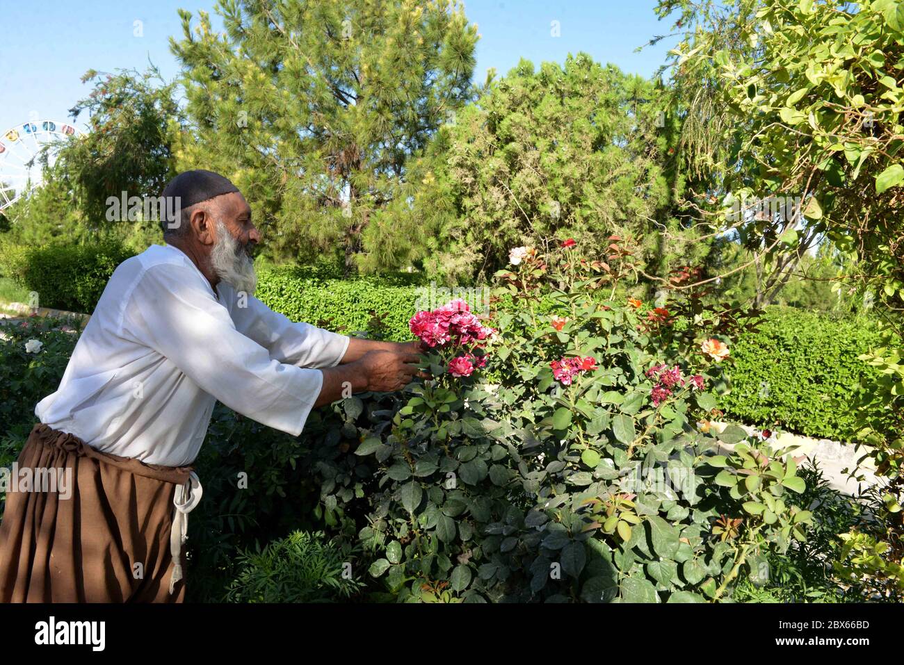 Kandahar, Afghanistan. 5th June, 2020. An Afghan gardener works at a ...