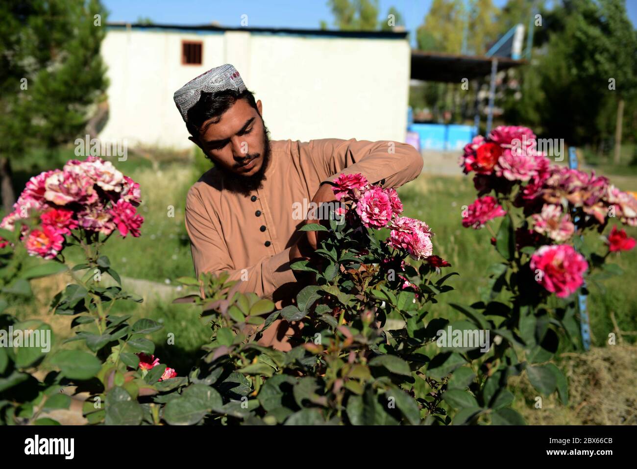 Kandahar, Afghanistan. 5th June, 2020. An Afghan gardener works at a ...