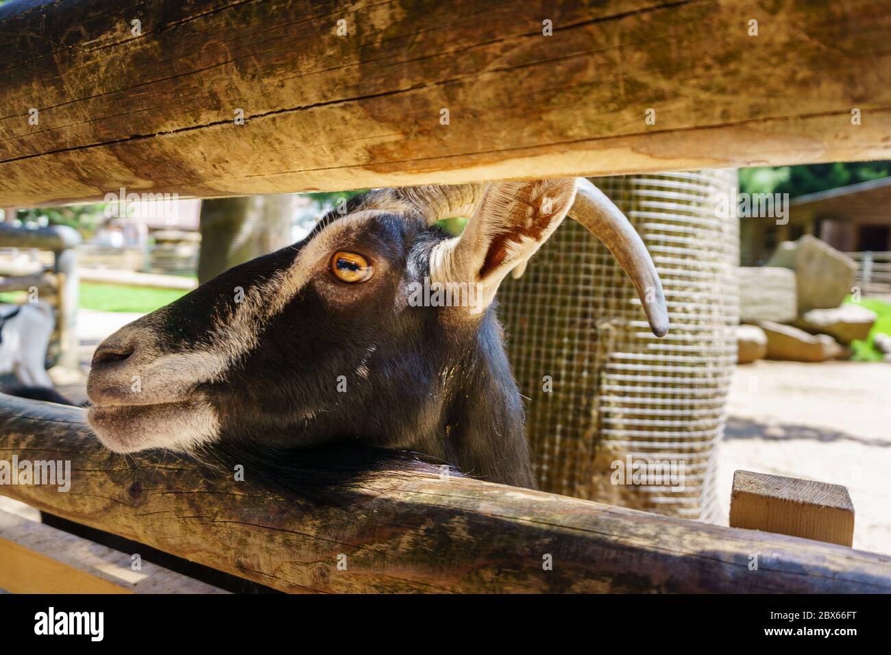 Goats in a Zoo in Lower Bavaria Germany Stock Photo - Alamy