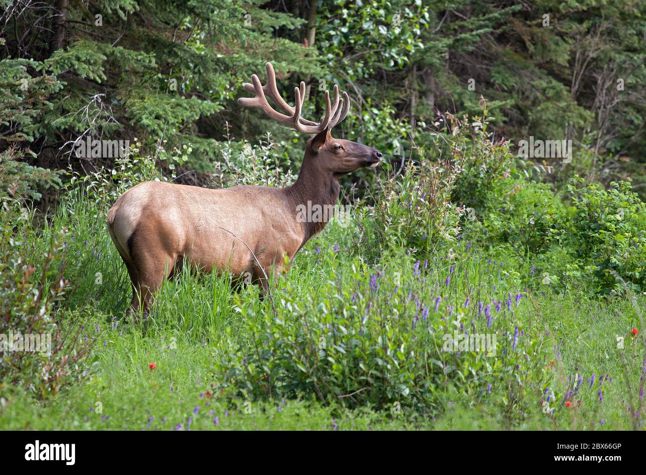 Big elk hi-res stock photography and images - Alamy