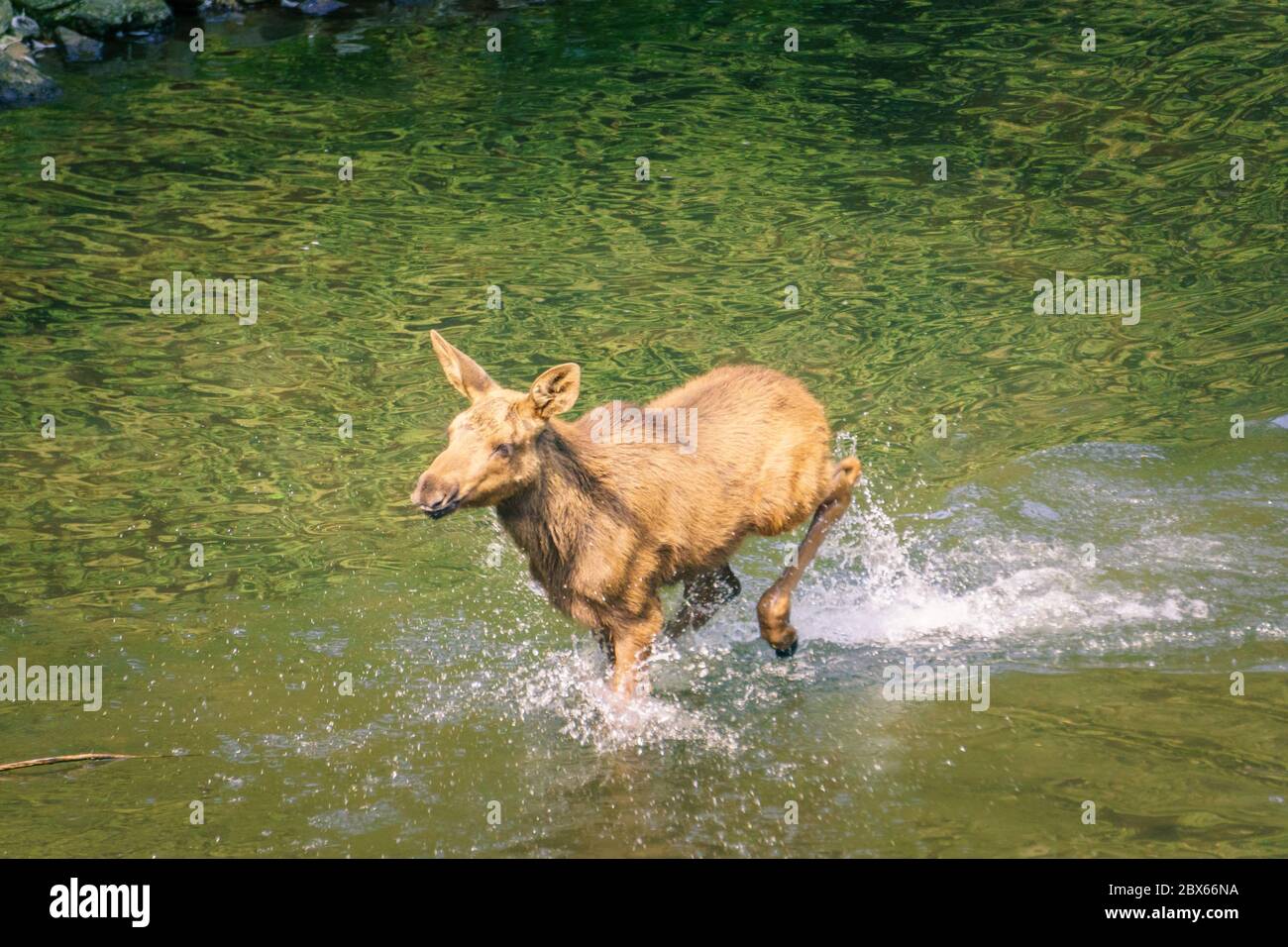 Moose cow with moose baby in a game reserve in Lower Bavaria Germany ...
