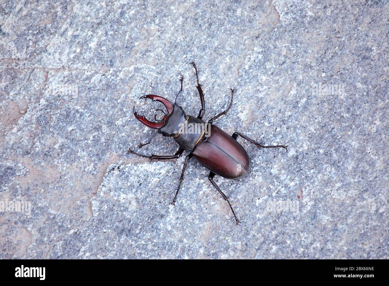 Mail of stag beetle close up, view from above. Lucanus Cervus. Big ...