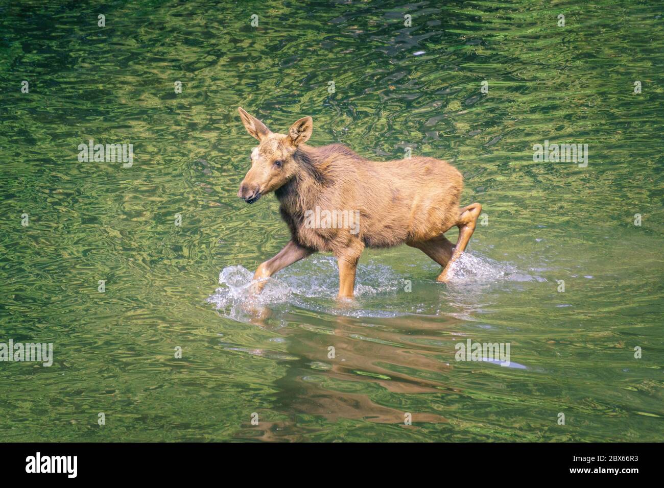 Moose cow with moose baby in a game reserve in Lower Bavaria Germany ...