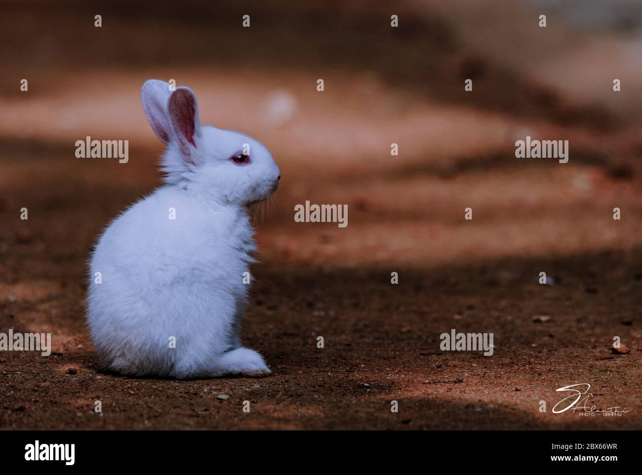 Cute and beautiful bunnies playground Stock Photo - Alamy