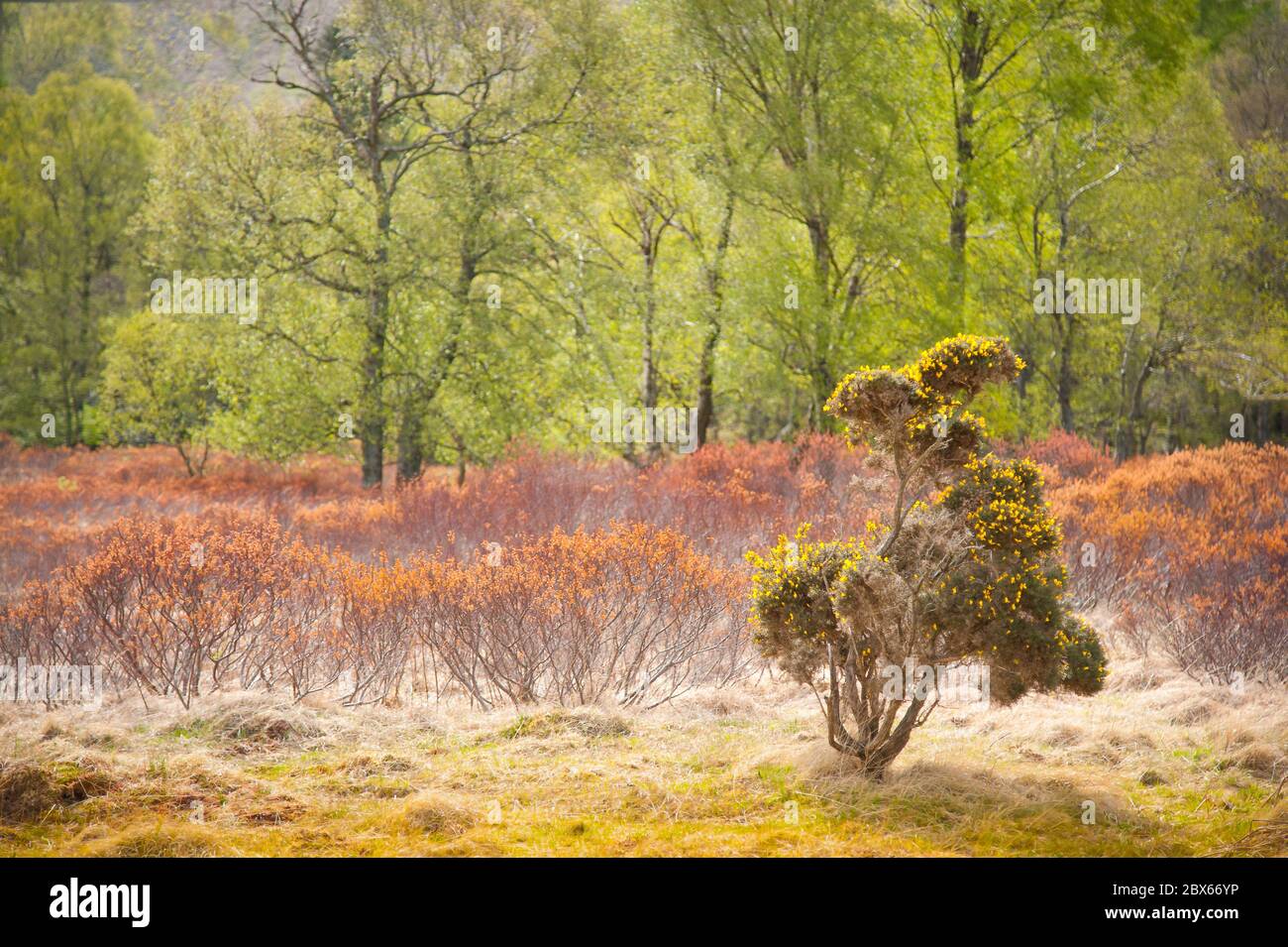 Manesty hi-res stock photography and images - Alamy