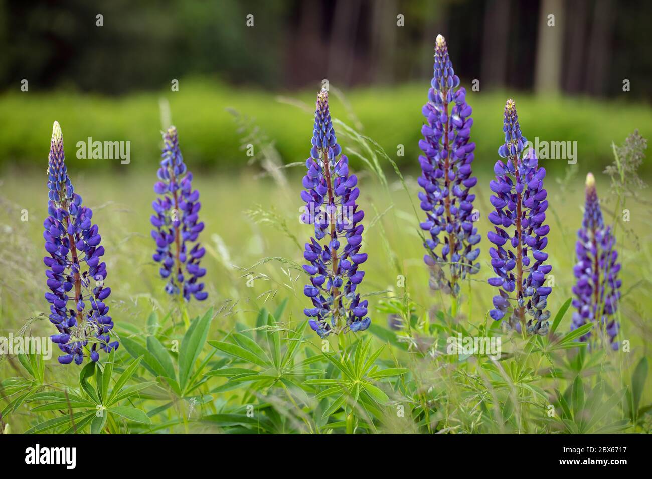 Blue lupin hi-res stock photography and images - Alamy
