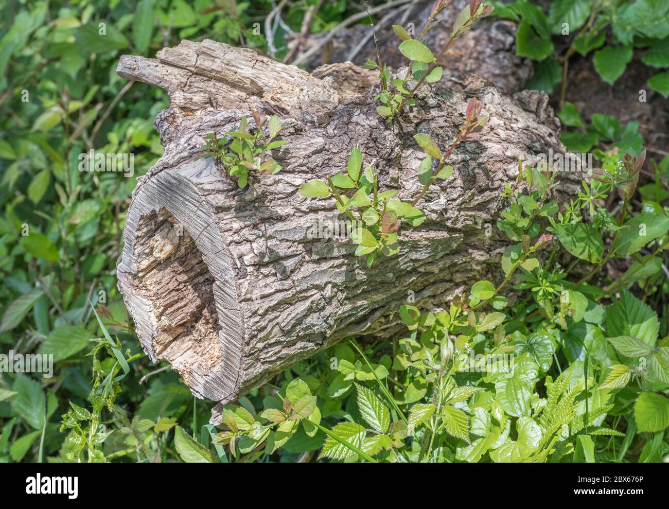 Hollow vessel metaphor hi-res stock photography and images - Alamy