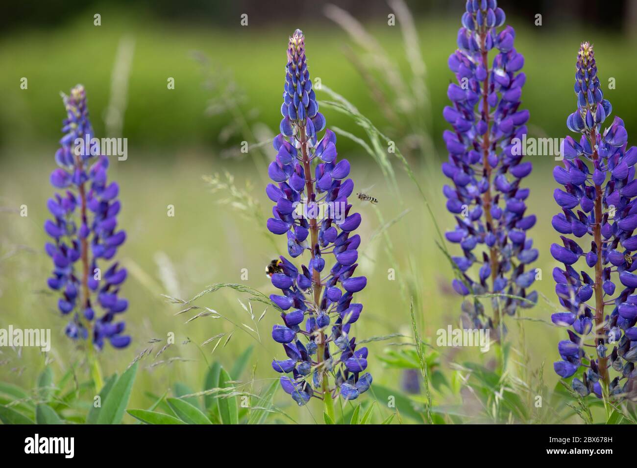 Blue Lupin High Resolution Stock Photography and Images - Alamy