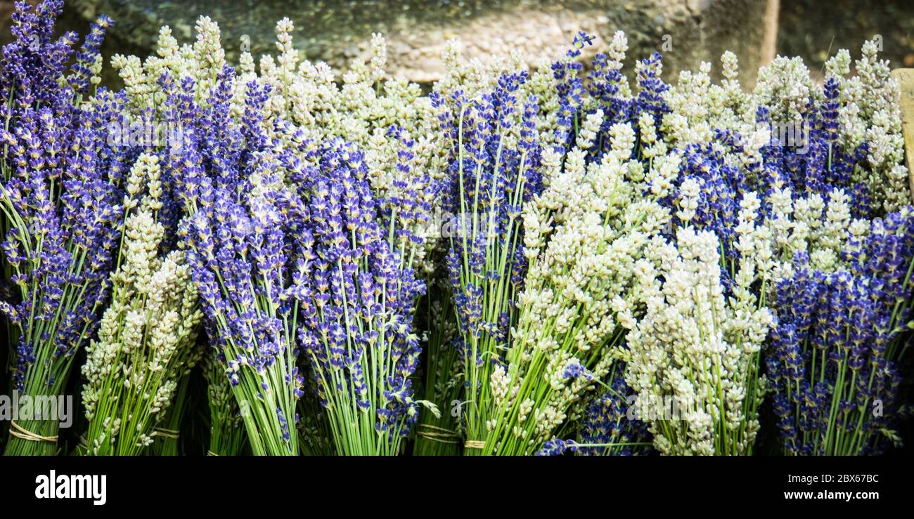 Lavender purple hi-res stock photography and images - Alamy