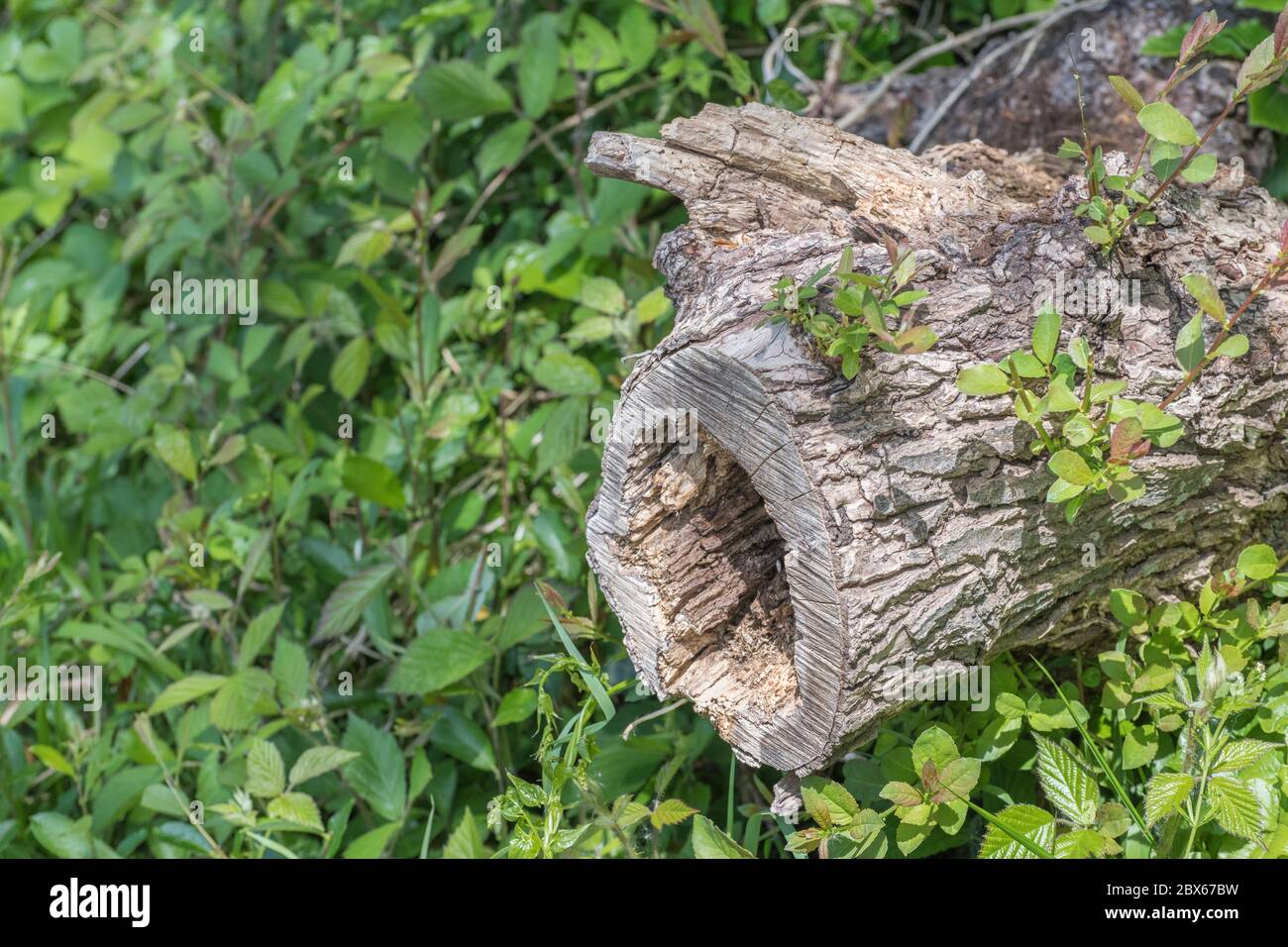 Furrowed bark of fallen hollow tree in summer sunshine, with copy space ...