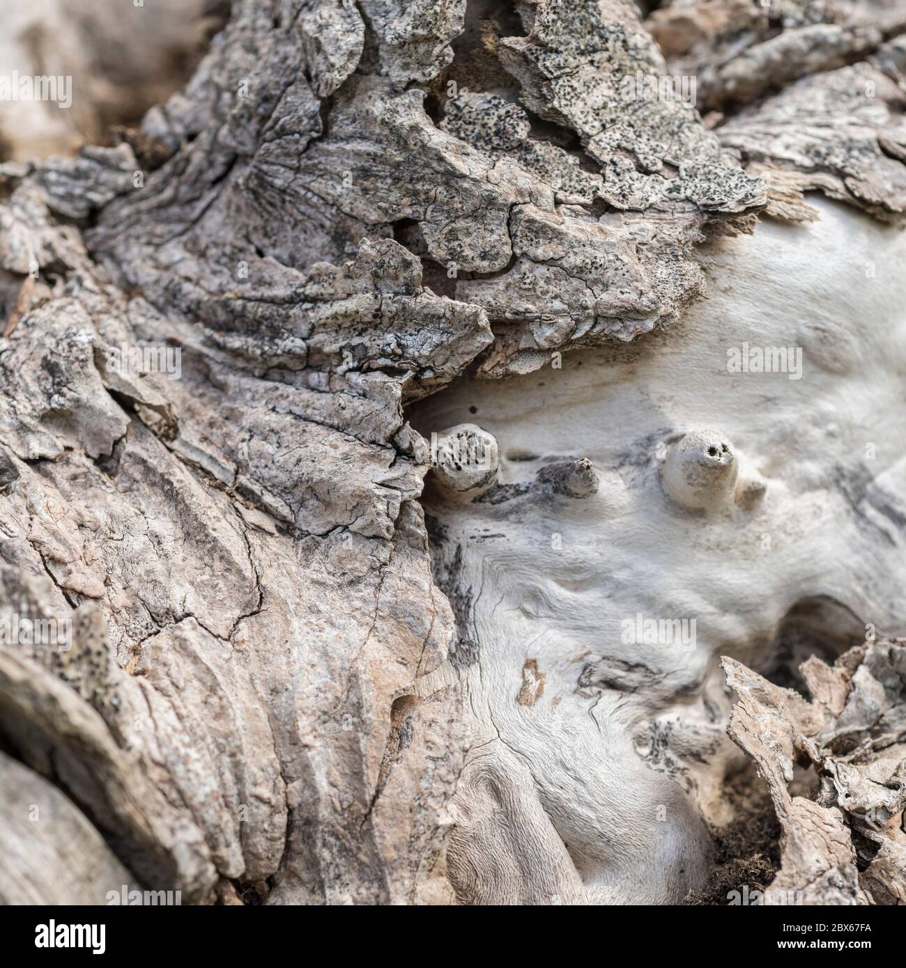 Exposed wood of old felled tree rotting away. Surface texture shows ...