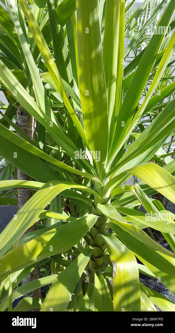 Yuka palm trees green botany background Stock Photo - Alamy