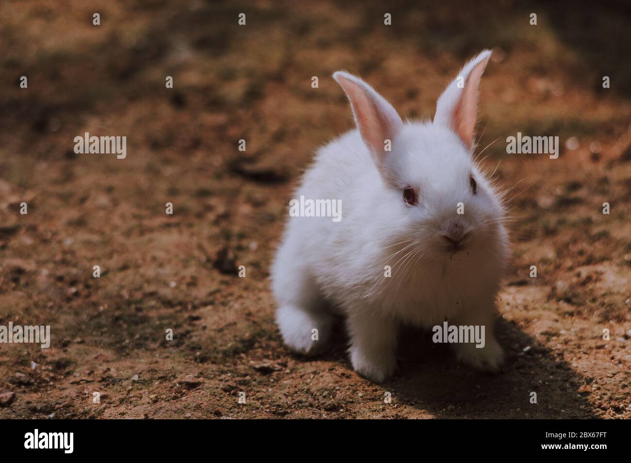 Cute and beautiful bunnies playground Stock Photo - Alamy