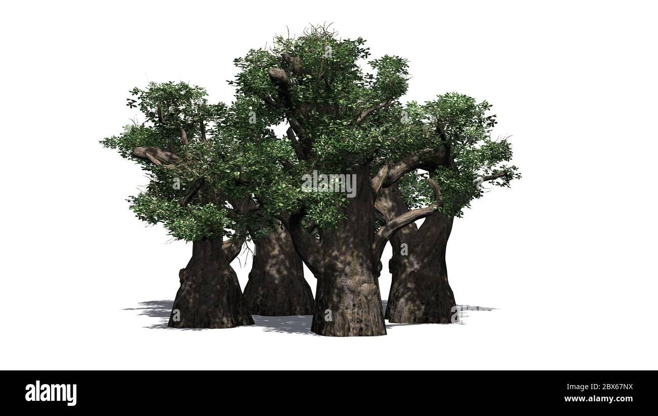 different African Baobab trees with shadow on the floor - isolated on ...