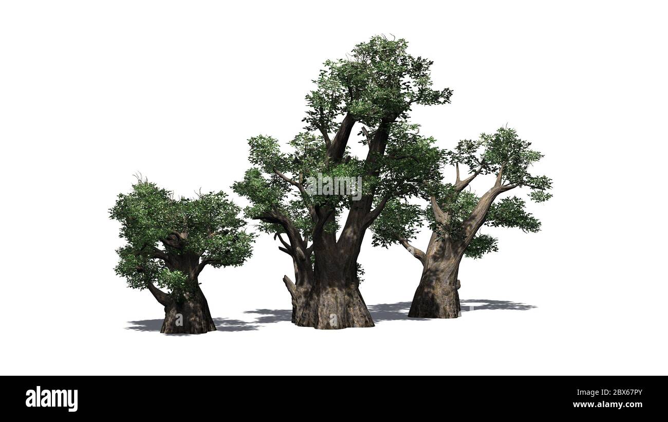 different African Baobab trees with shadow on the floor - isolated on ...