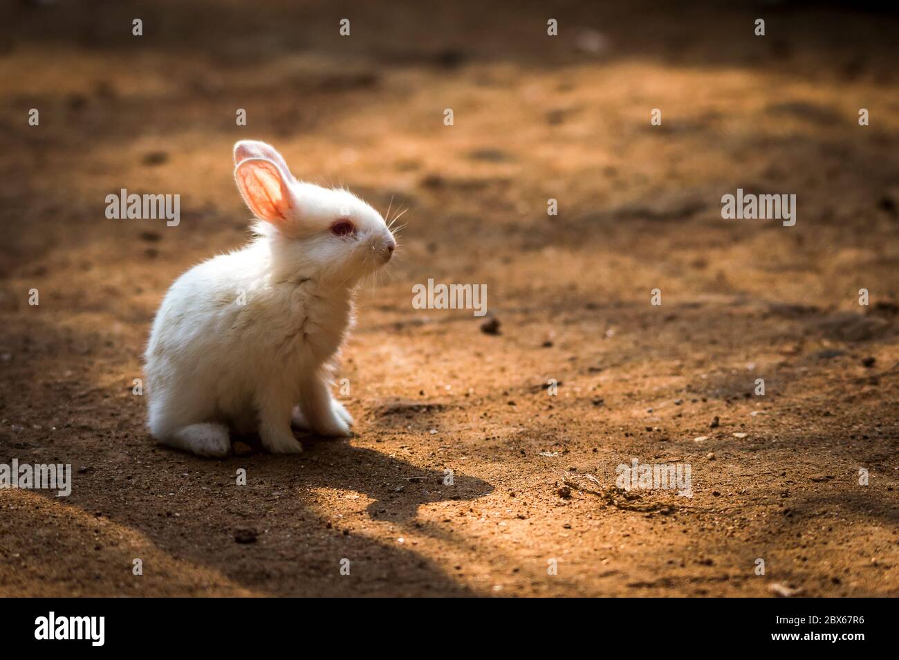 Cute and beautiful bunnies playground Stock Photo - Alamy