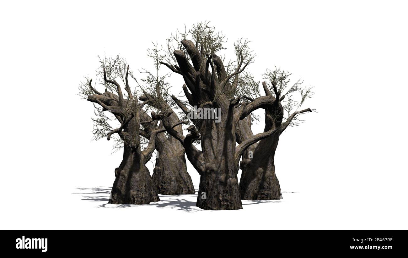 different African Baobab trees in winter with shadow on the floor ...