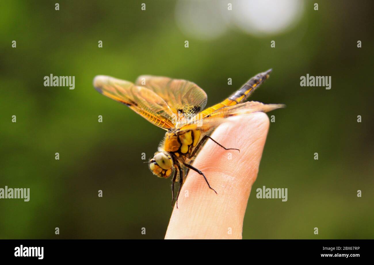 Yellow dragonfly insect on finger, blurred green background Stock Photo ...