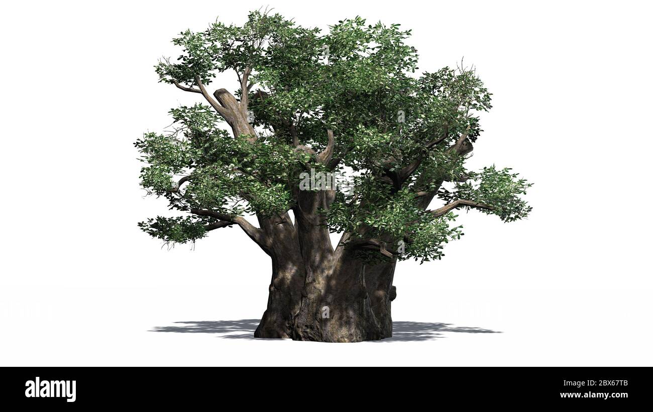 African Baobab tree with shadow on the floor - isolated on white ...