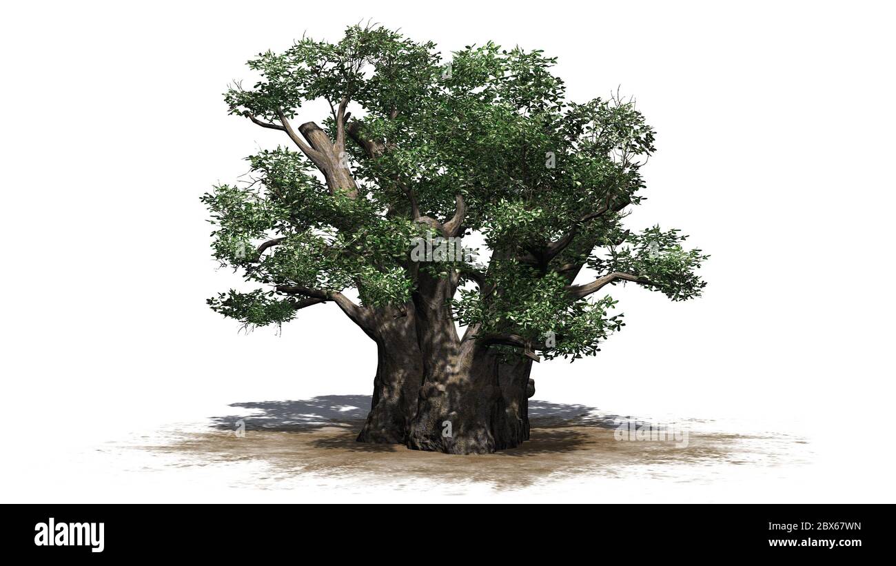 African Baobab tree with shadow on the floor - isolated on white ...