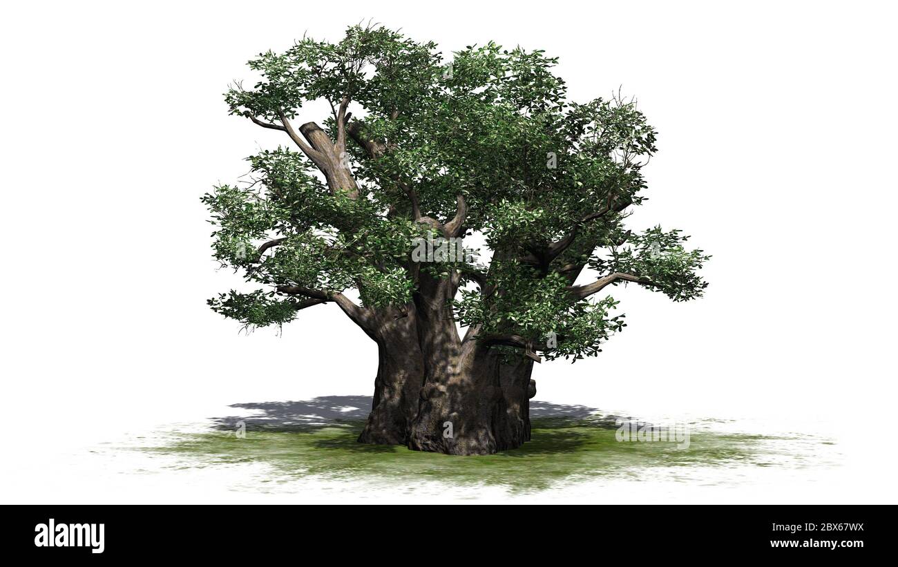 African Baobab tree on green area - isolated on white background Stock ...