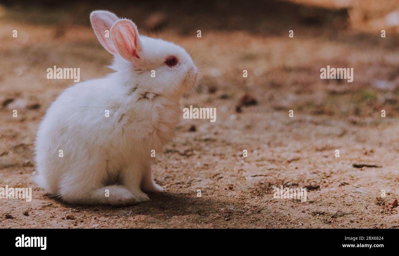 Cute and beautiful bunnies playground Stock Photo - Alamy