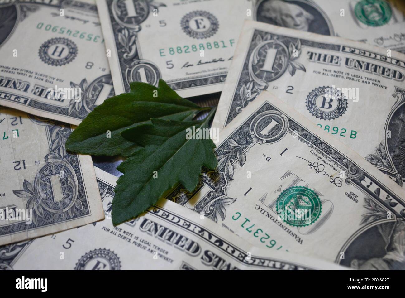 Two green leaf lying on the american dollar bank note.dollar and tree ...