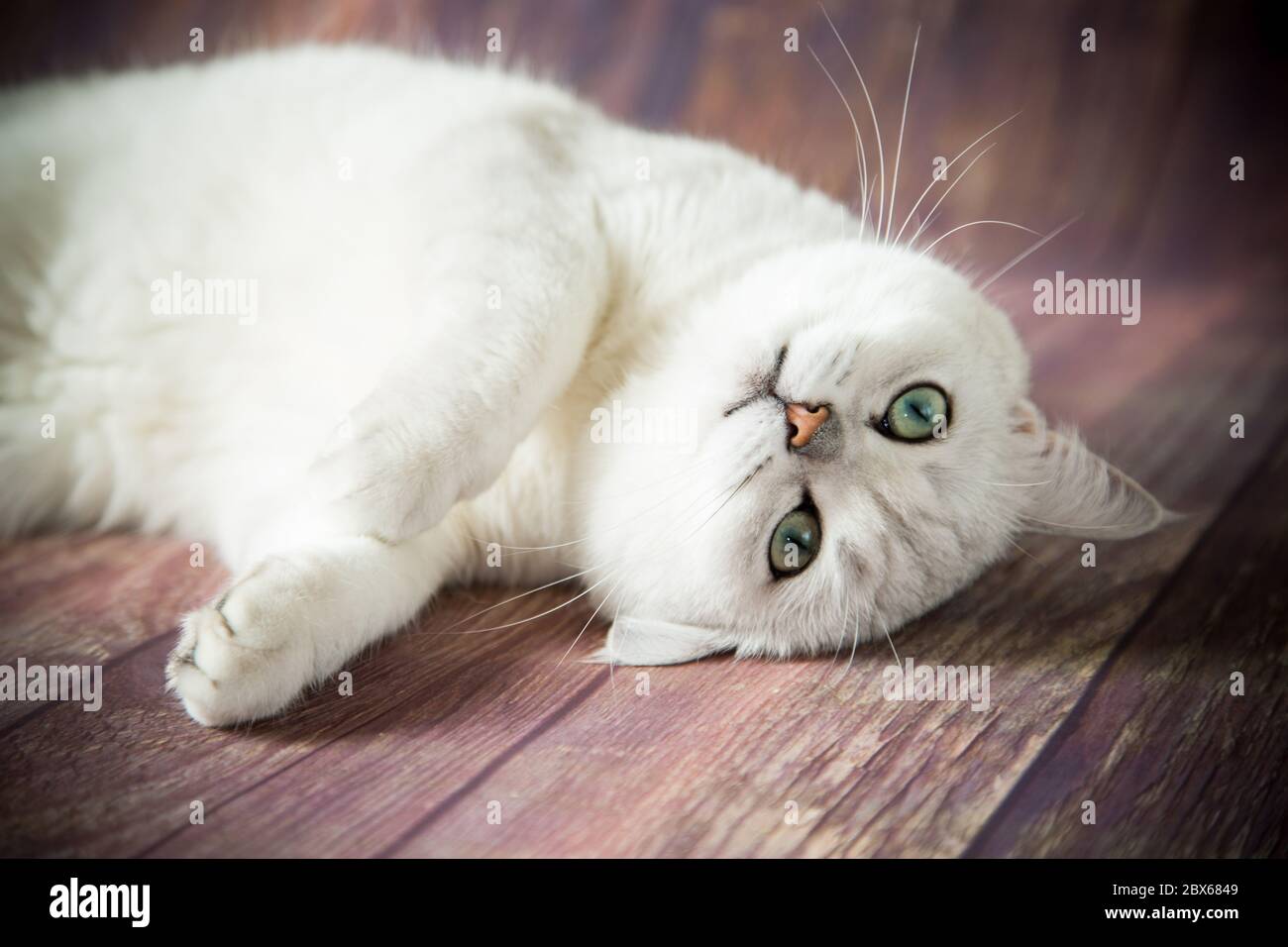 beautiful young cat breed Scottish chinchilla straight Stock Photo - Alamy