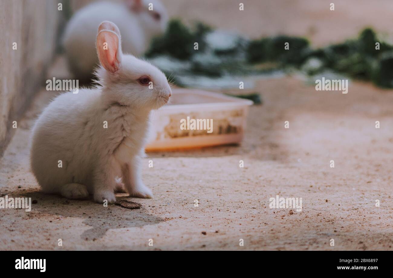 Cute and beautiful bunnies playground Stock Photo - Alamy