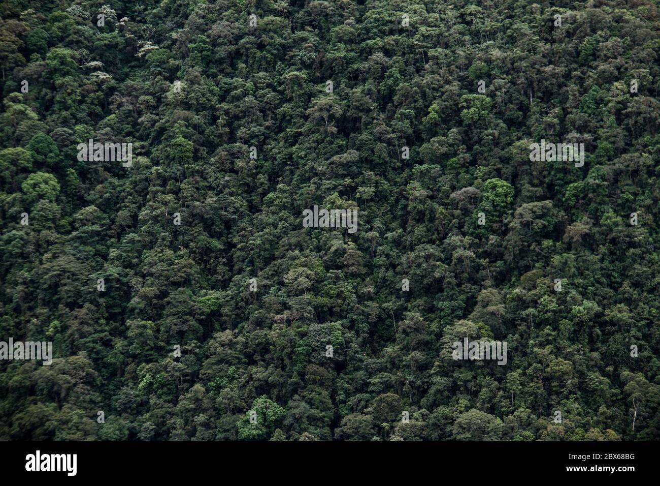 Amazon rainforest tree tops hi-res stock photography and images - Alamy