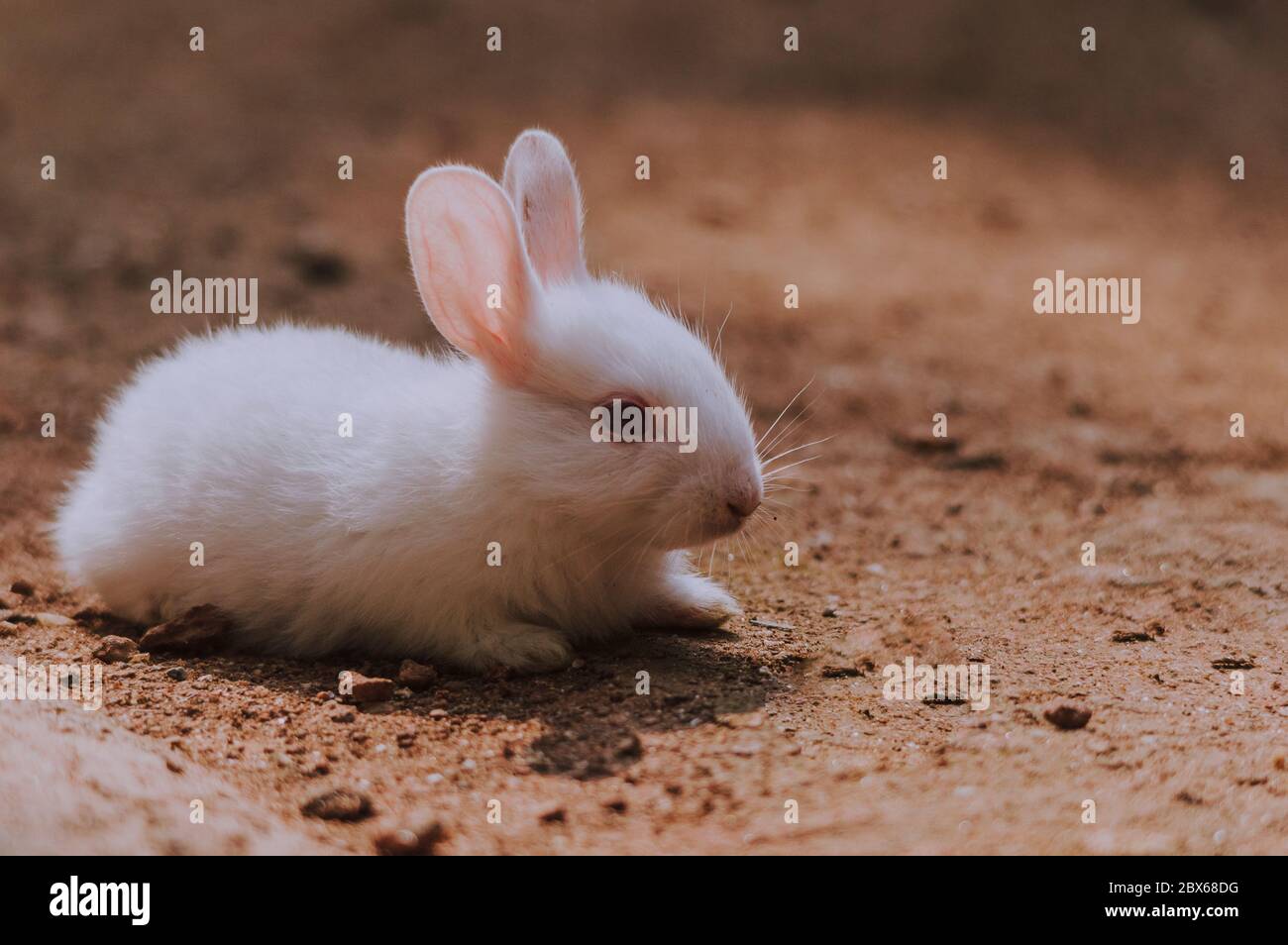 Cute and beautiful bunnies playground Stock Photo - Alamy