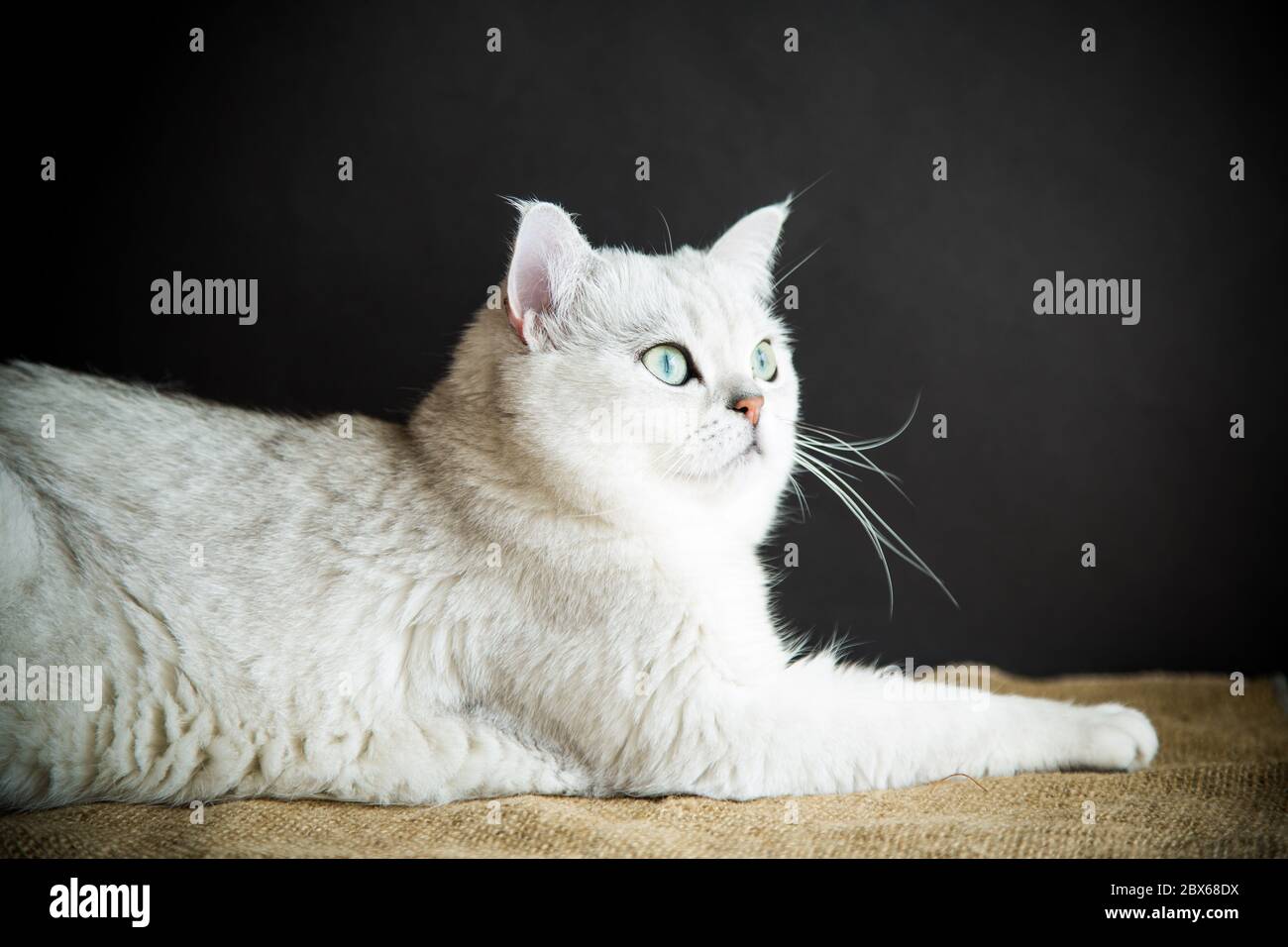 Scottish fold longhair hi-res stock photography and images - Alamy