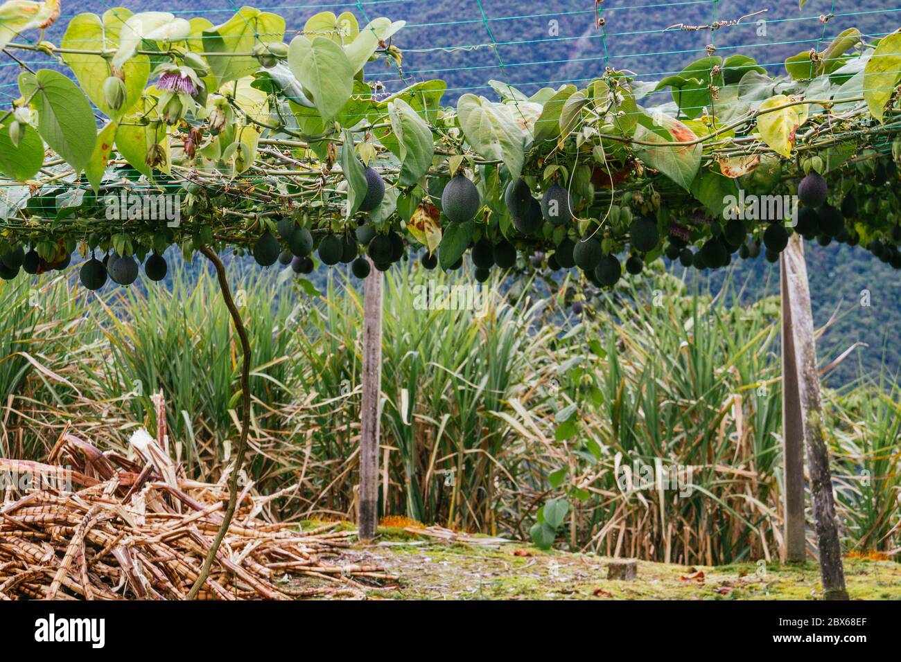granadilla, passiflora crops, fruits hanging from the trellis, still ...