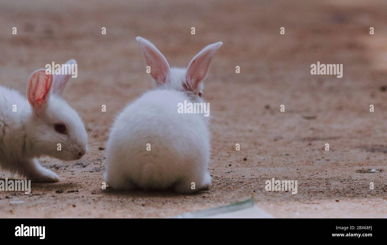 Cute and beautiful bunnies playground Stock Photo - Alamy