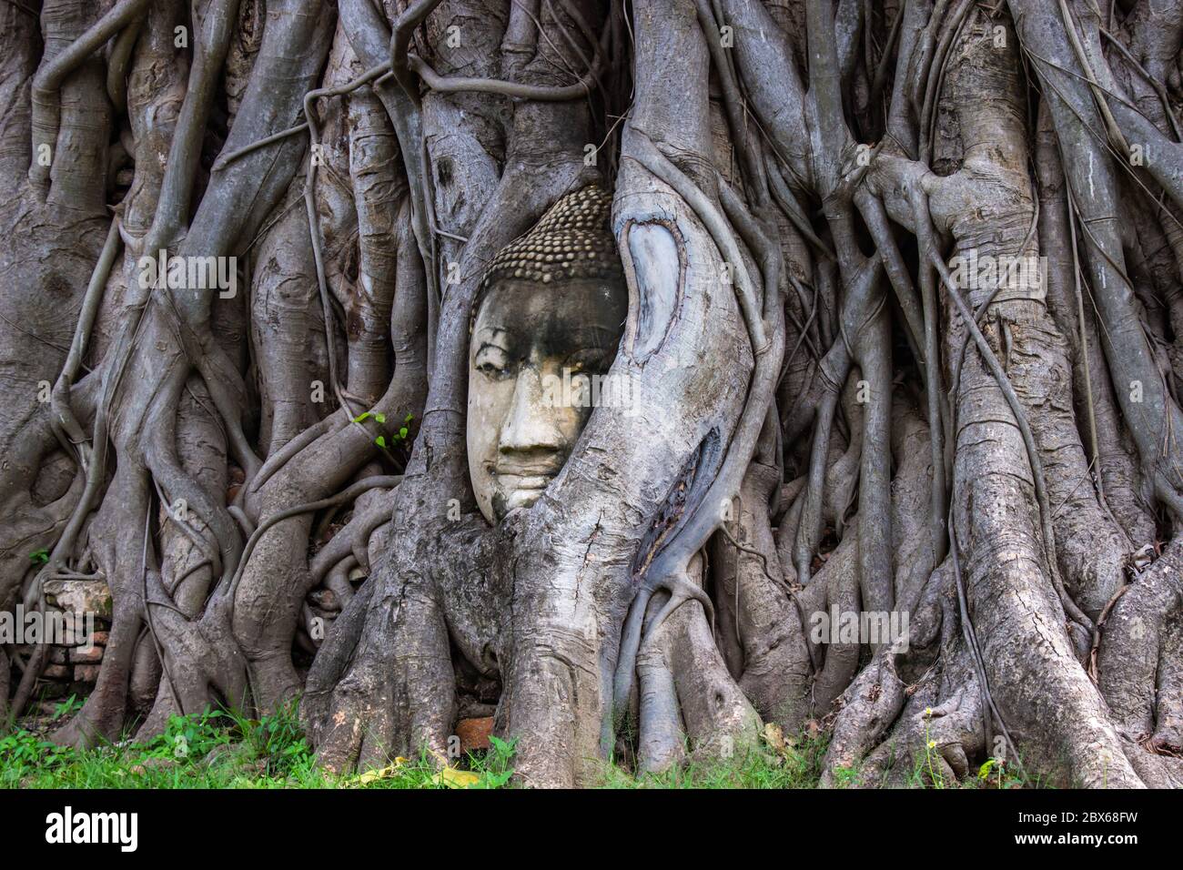 Buddha Stone Bodhi Tree High Resolution Stock Photography and Images ...