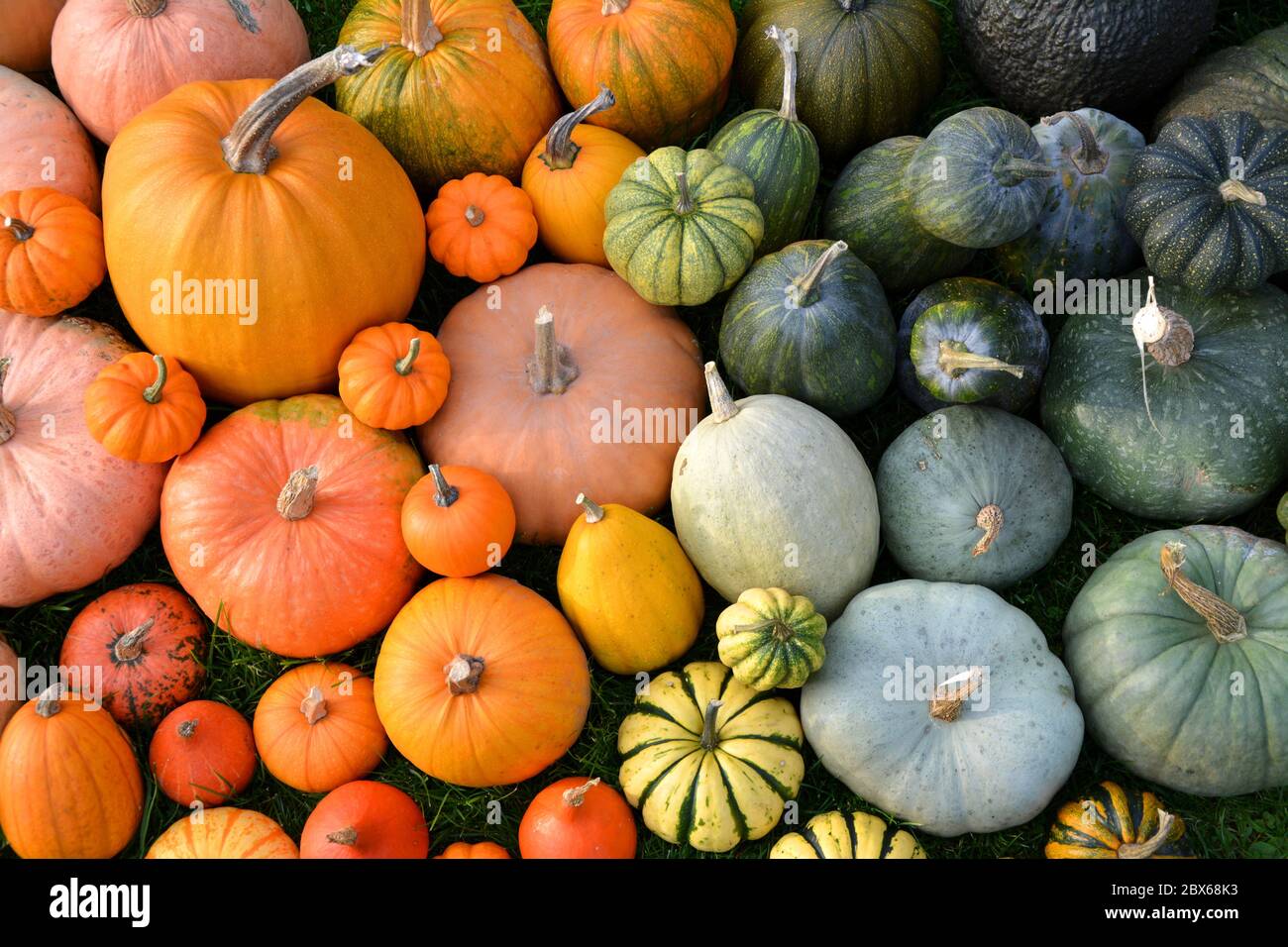 Colorful varieties of pumpkins and squashes. Color gradient background ...