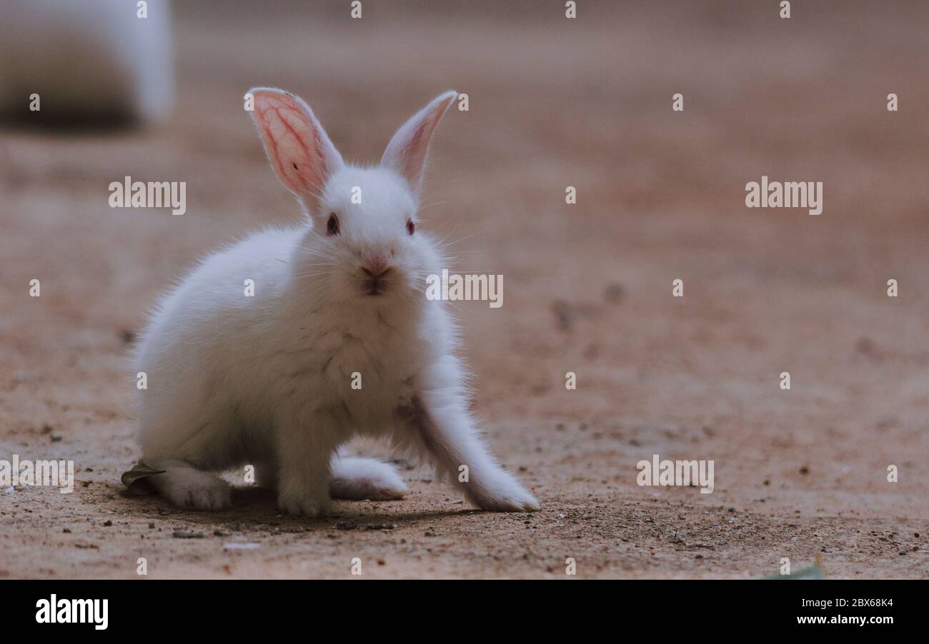 Cute and beautiful bunnies playground Stock Photo - Alamy