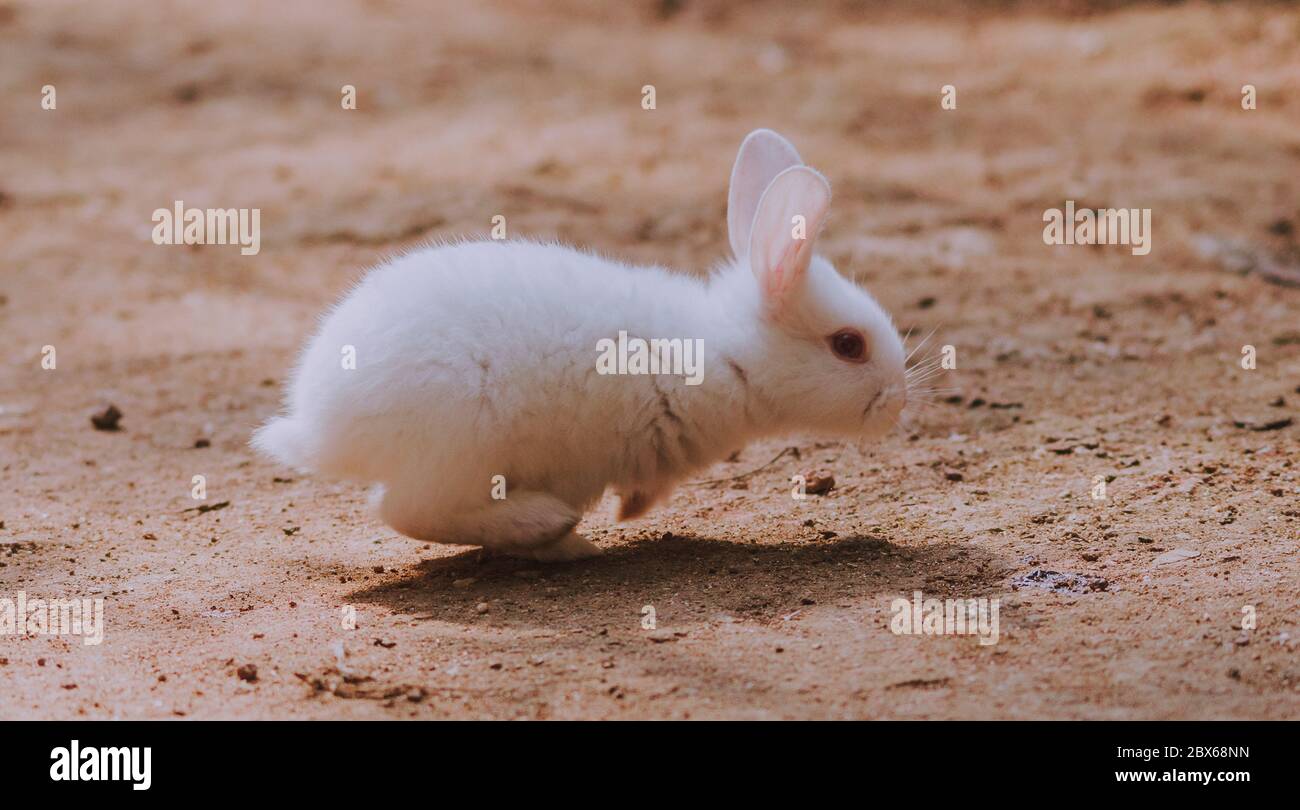 Cute and beautiful bunnies playground Stock Photo - Alamy