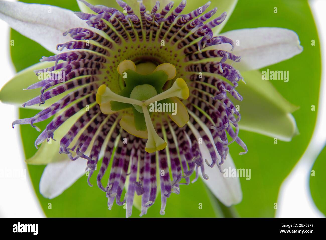 passiflora flower, crop, white and purple colors, granadilla Stock ...