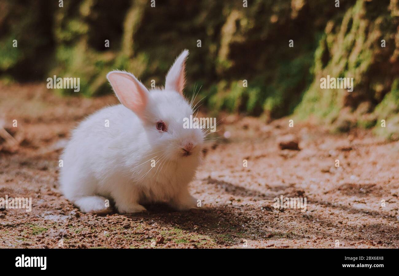 Cute and beautiful bunnies playground Stock Photo - Alamy