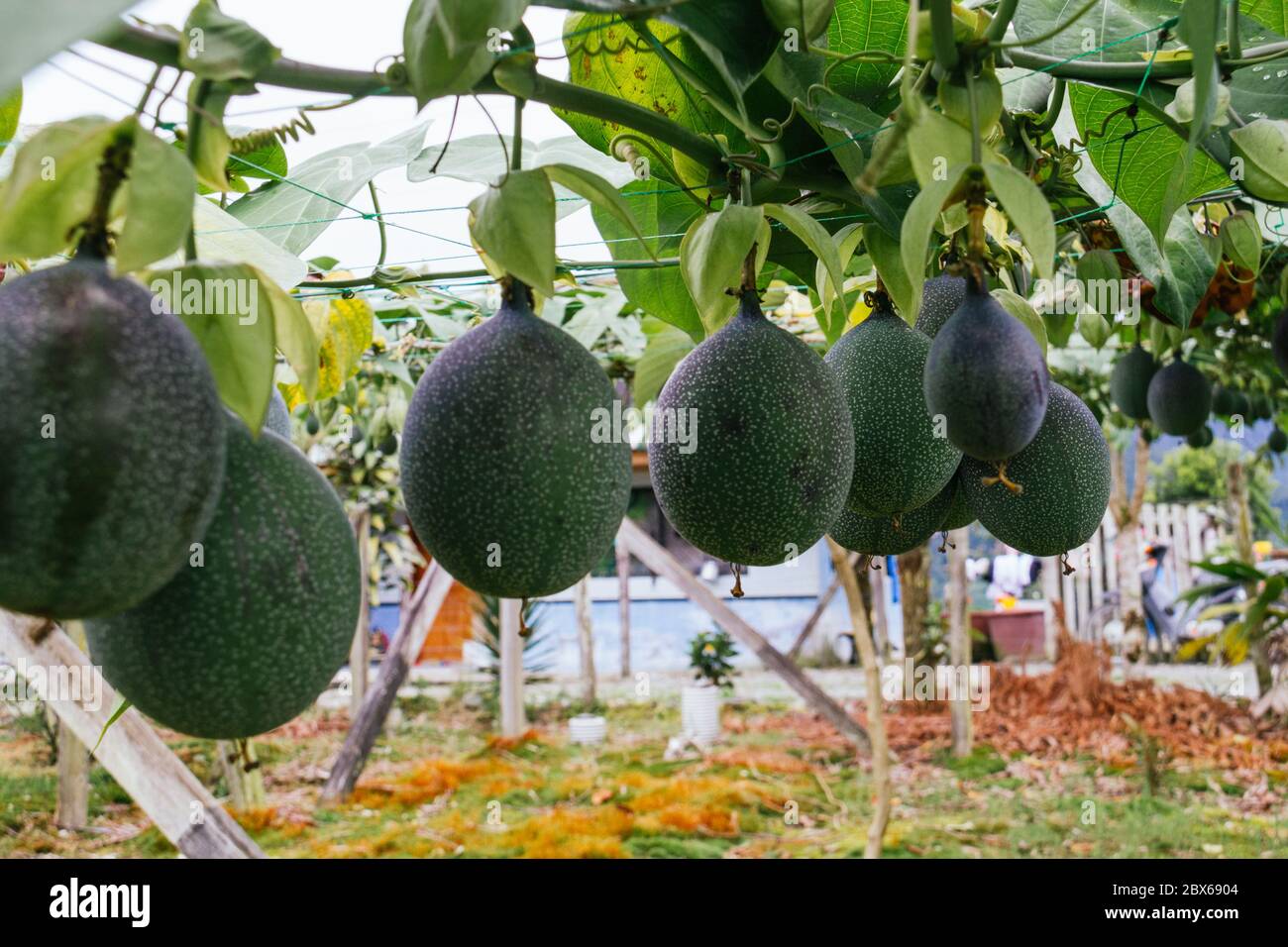 granadilla, passiflora crops, fruits hanging from the trellis, still ...