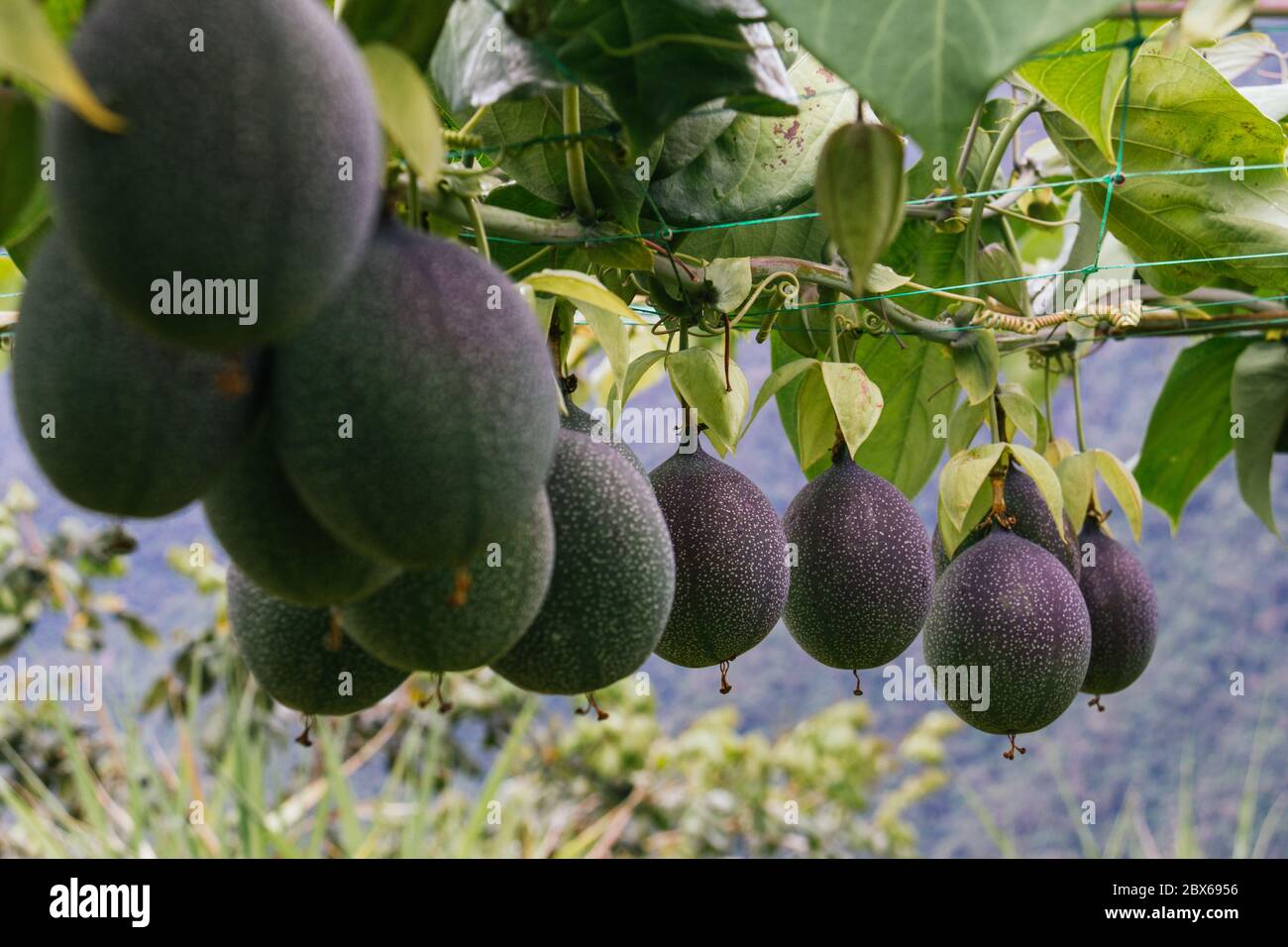 granadilla, passiflora crops, fruits hanging from the trellis, still ...