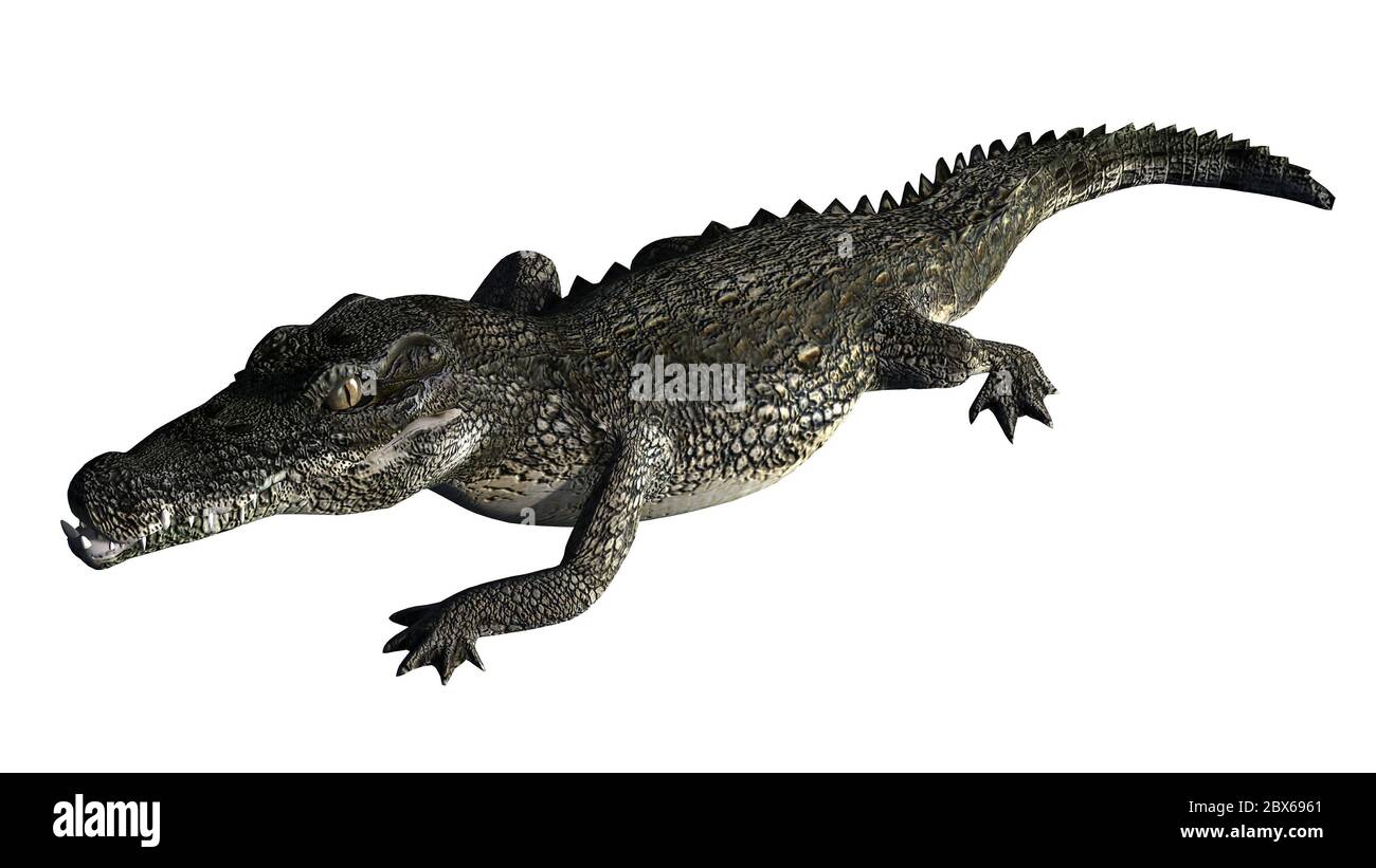 crocodile - isolated on white background Stock Photo - Alamy