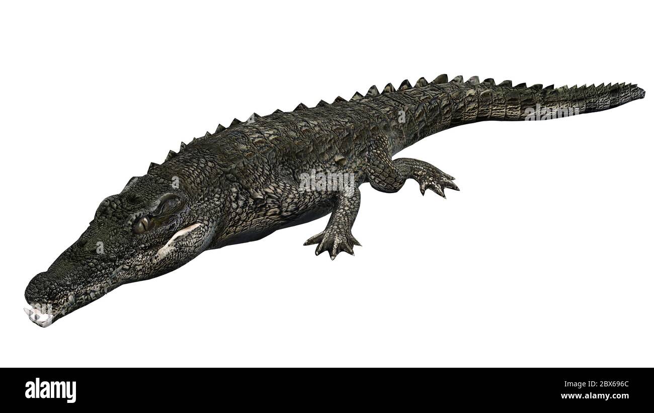 crocodile - isolated on white background Stock Photo - Alamy