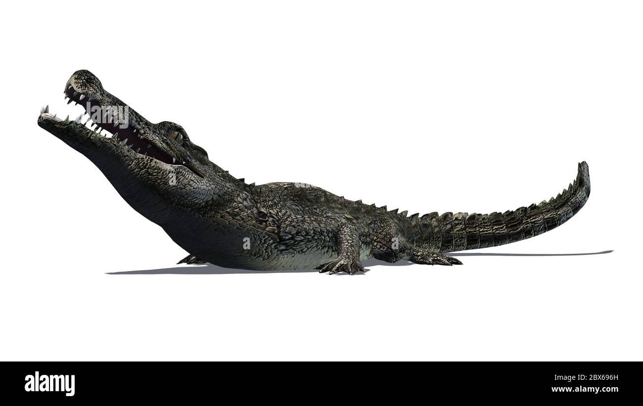 crocodile - isolated on white background Stock Photo - Alamy