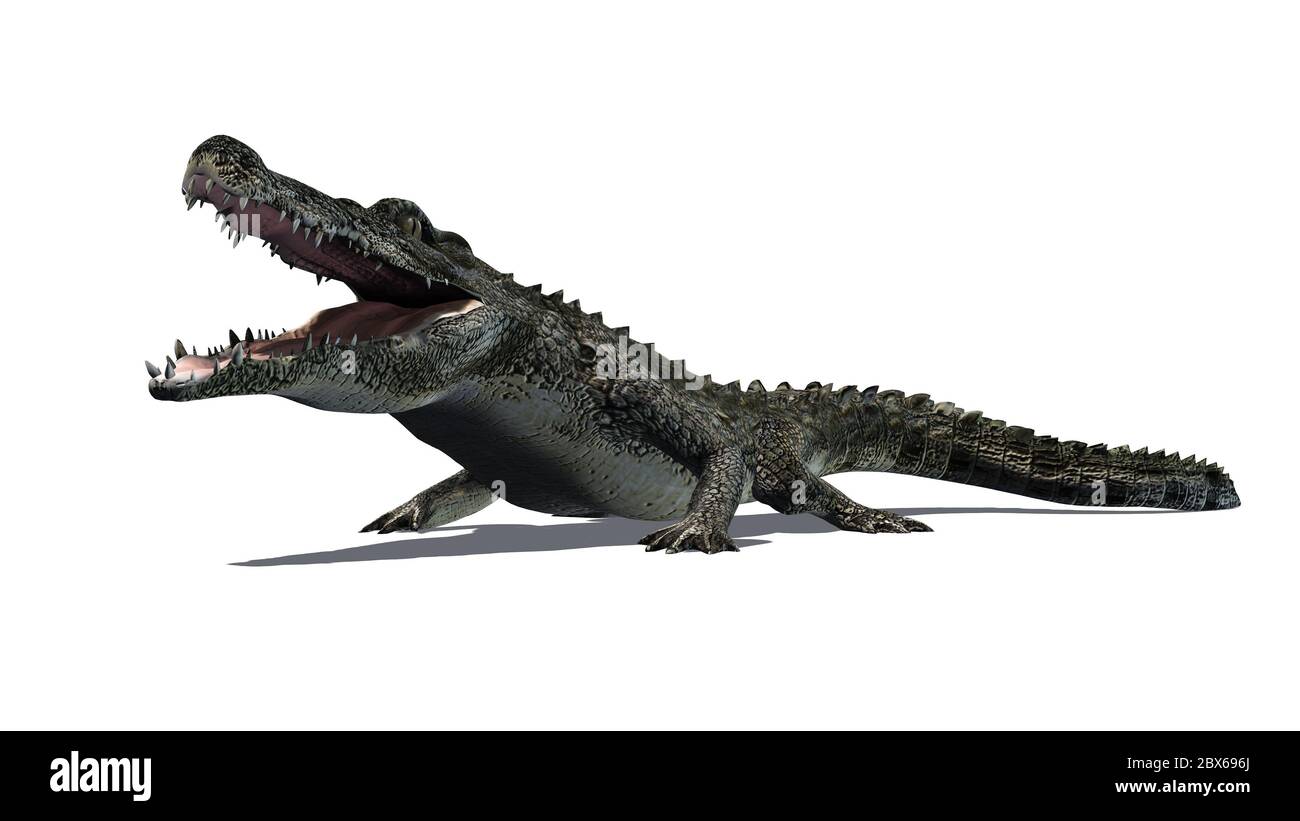 crocodile - isolated on white background Stock Photo - Alamy