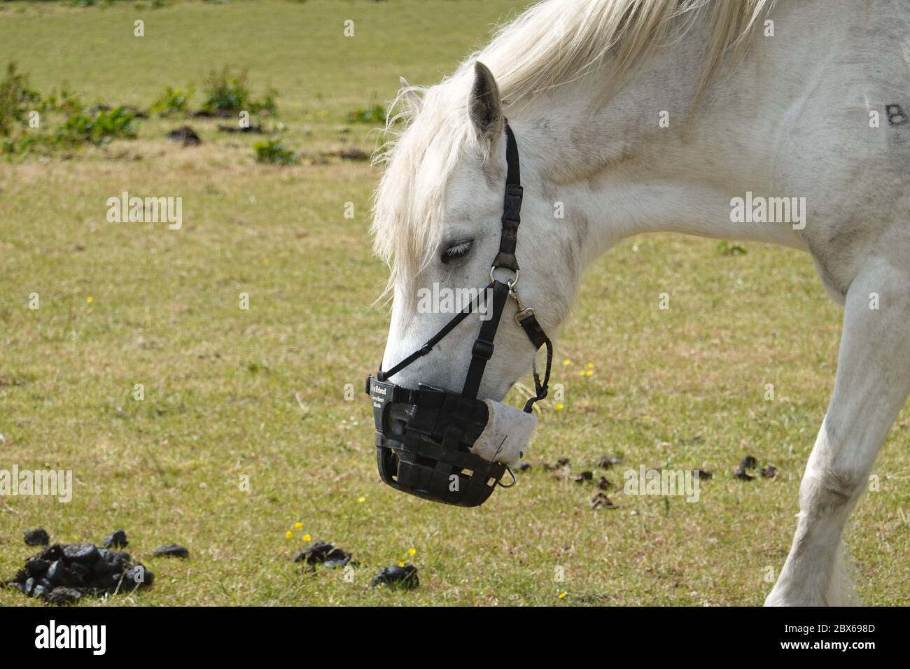 A muzzled horse Stock Photo - Alamy